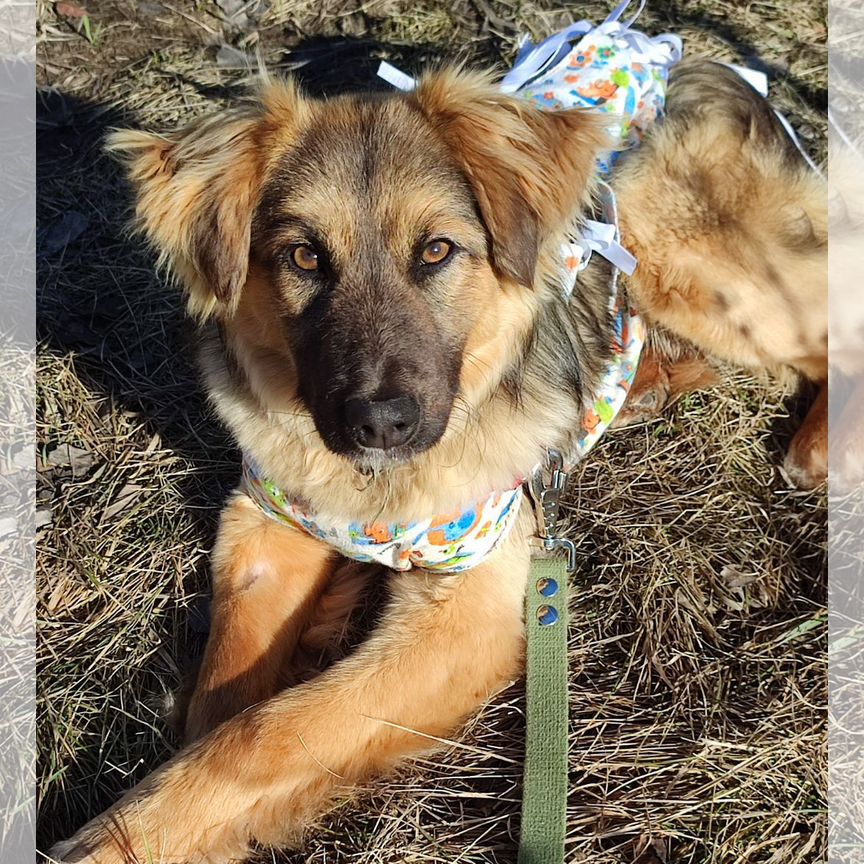 Щенок в добрые руки