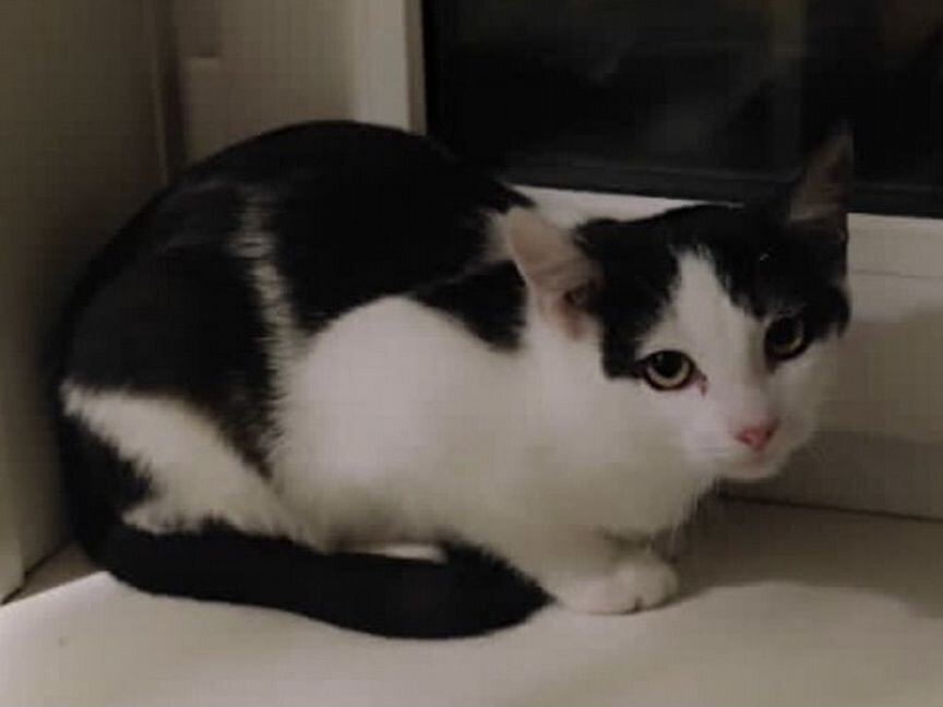 Белла ищет дом