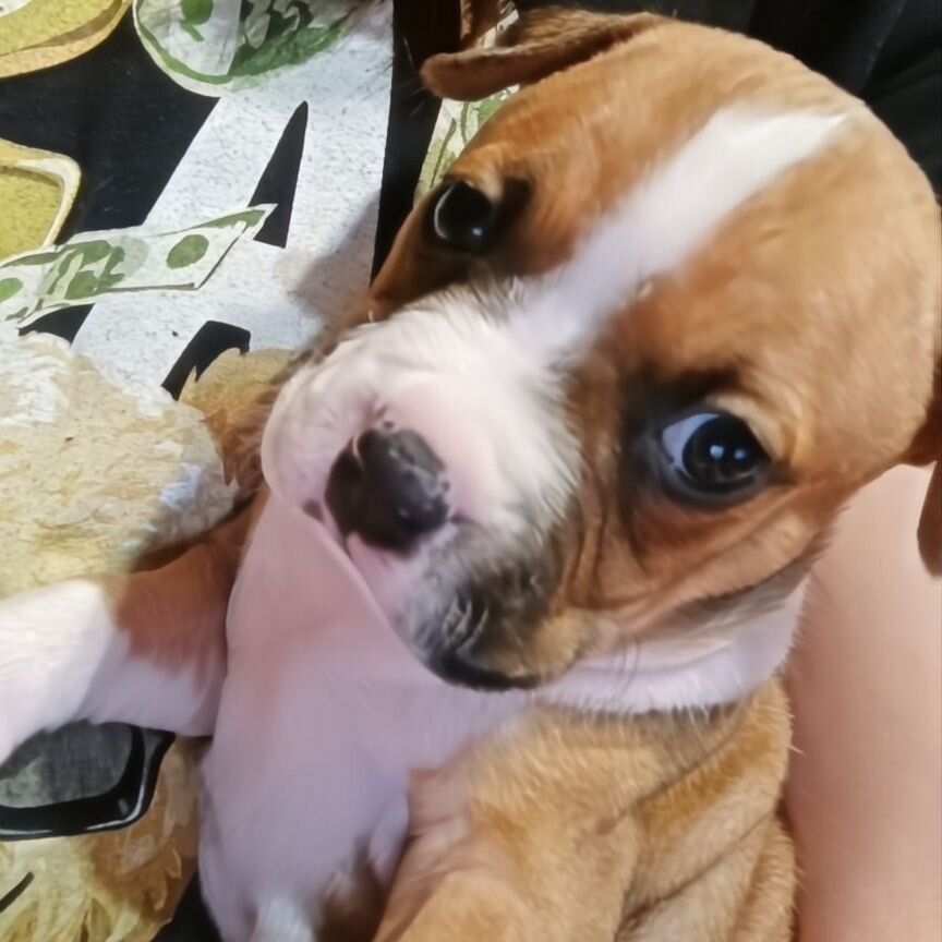 Американский стаффордширский терьер, щенок