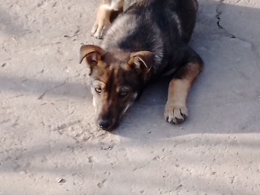 Малышки Красотки ищют заботливого хозяина