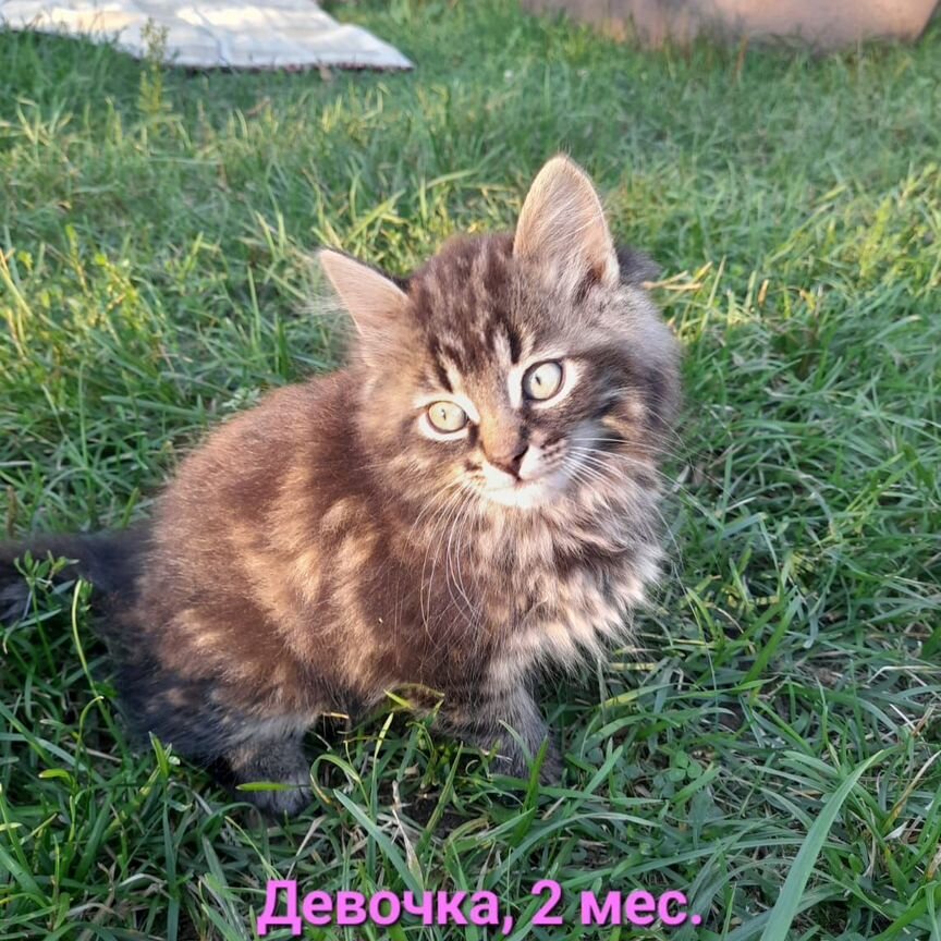Отдадим котят