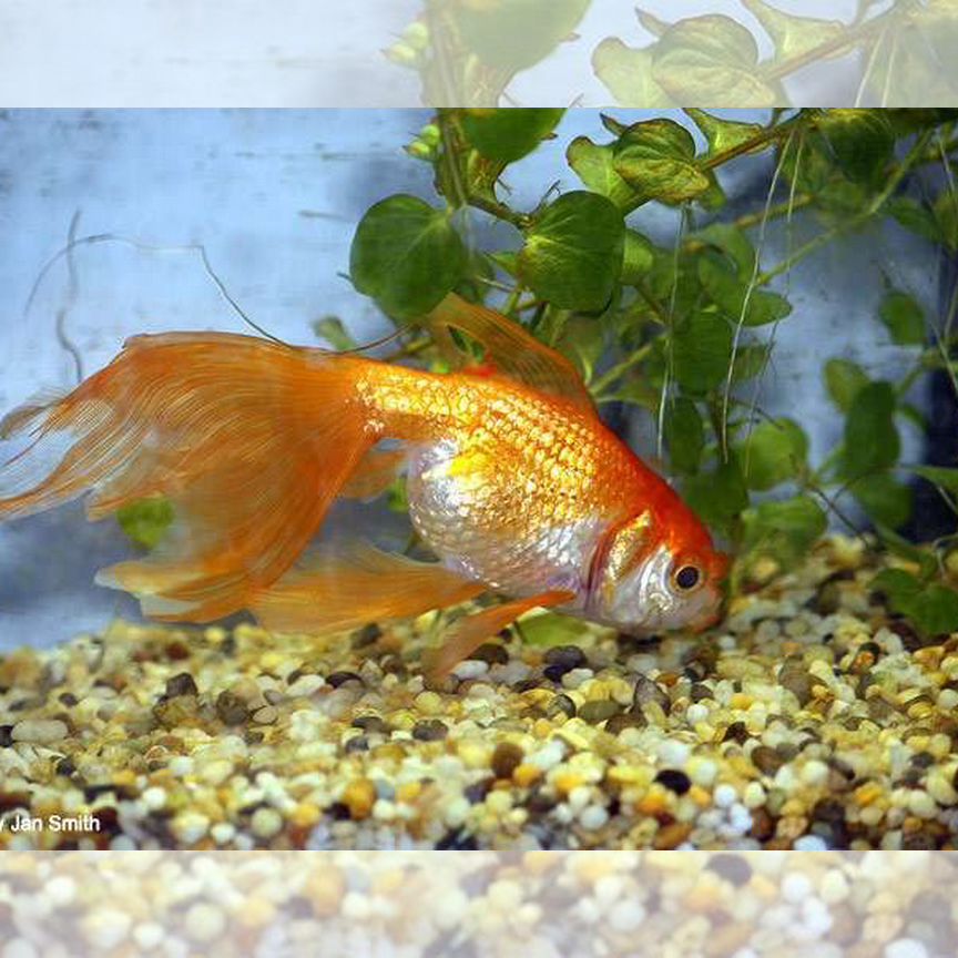 Золотые рыбки в дар