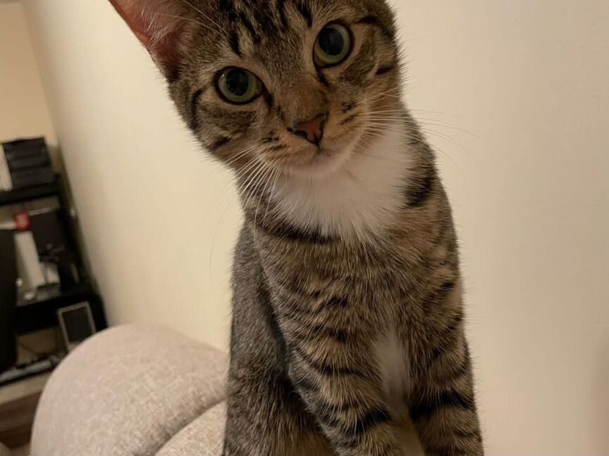 Бусяша ищет свой дом