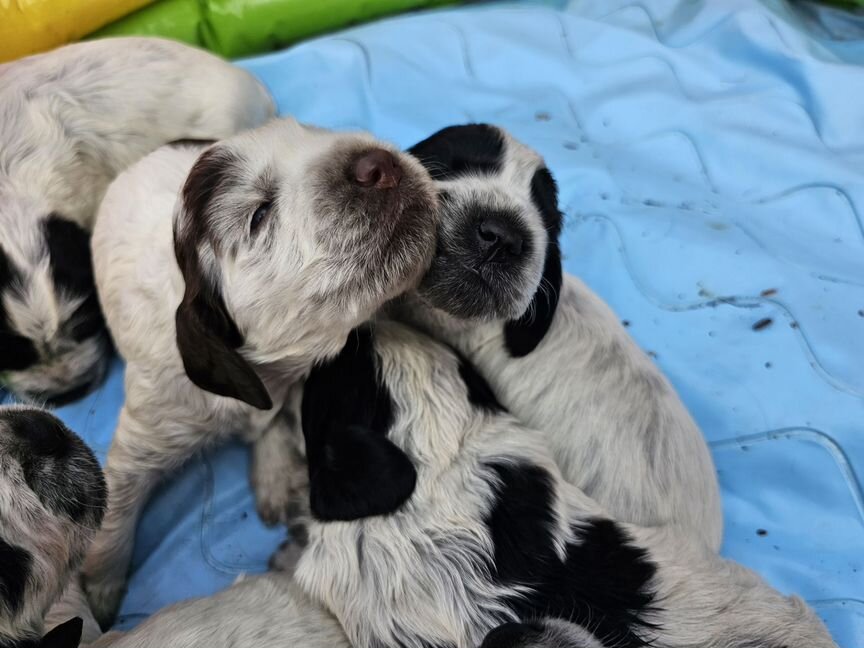 Русский охотничий спаниель щенки