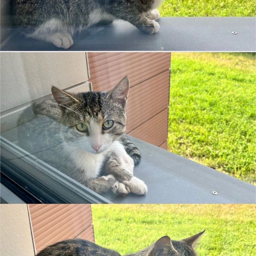Котенок в добрые руки