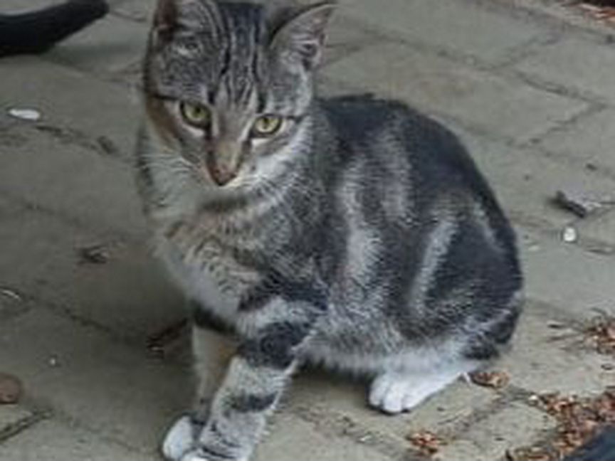 Отдам котят в добрые руки