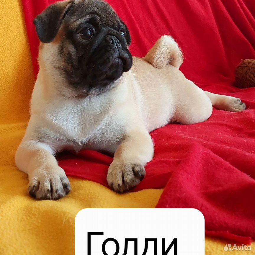 Щенки мопса