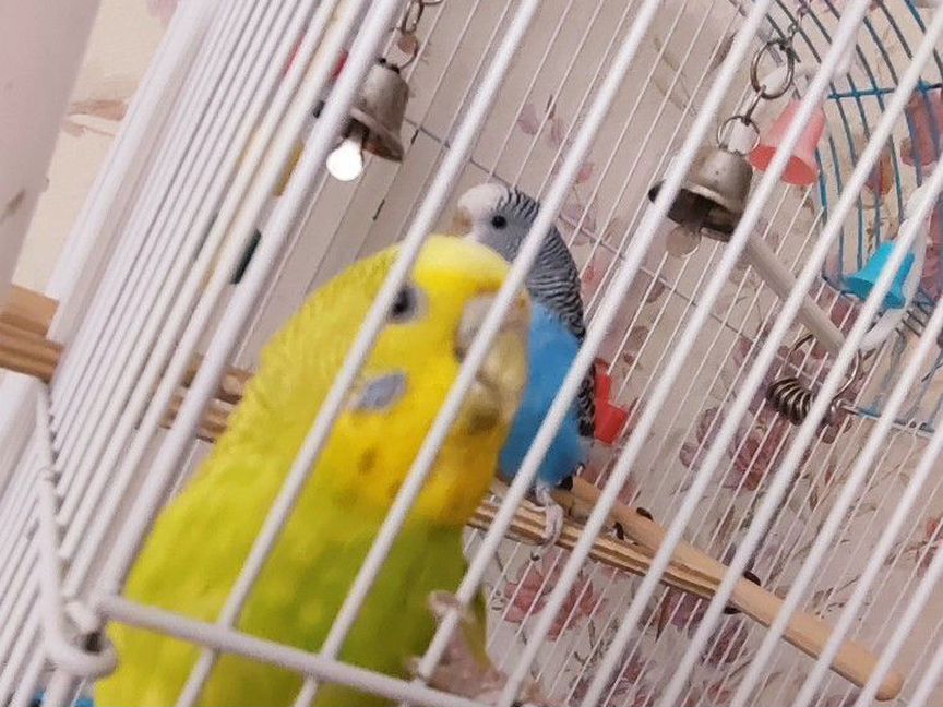 Банда Фиона и Гринч с жилплощадью