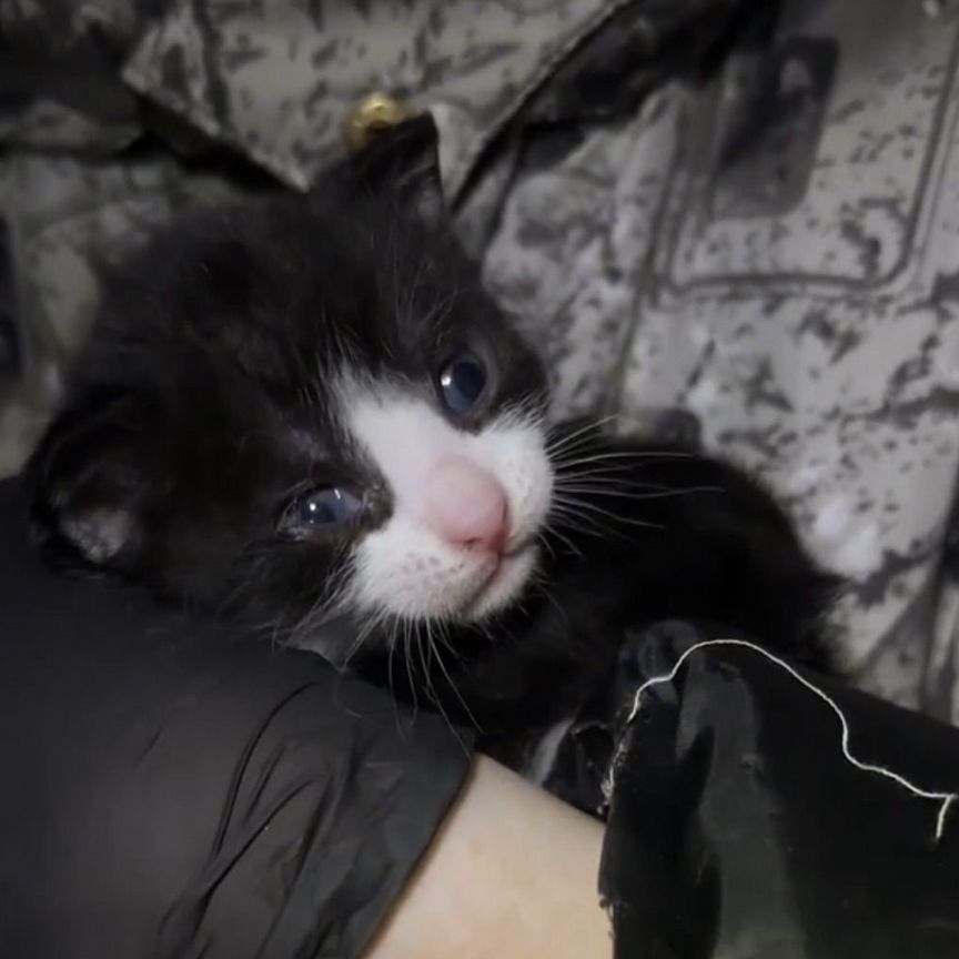 Котёнок в добрые руки