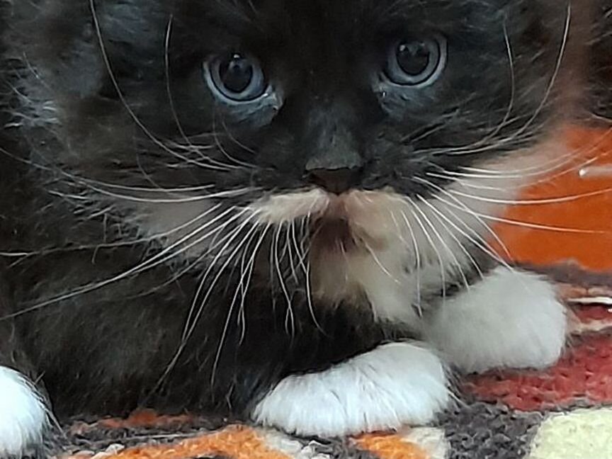 Очаровательный коричневый кот