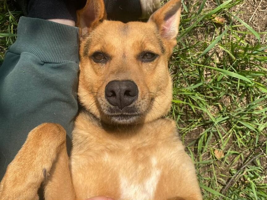 Маленькая собака из приюта