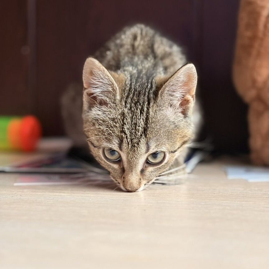 Котенок в добрые руки