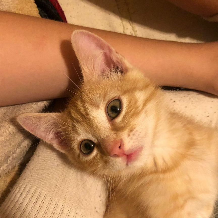 Кот в Добрые руки