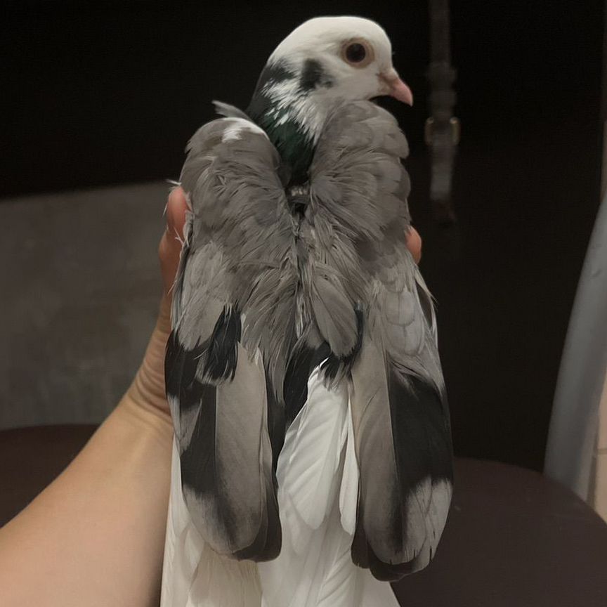 Чешский голубь