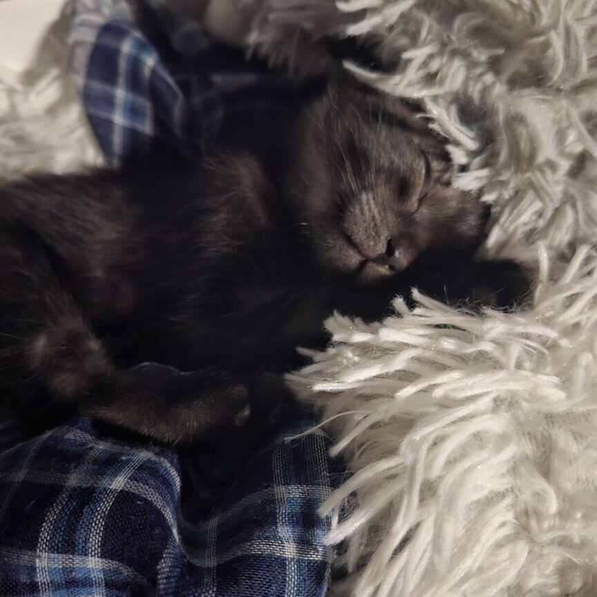 Котенок в добрые руки