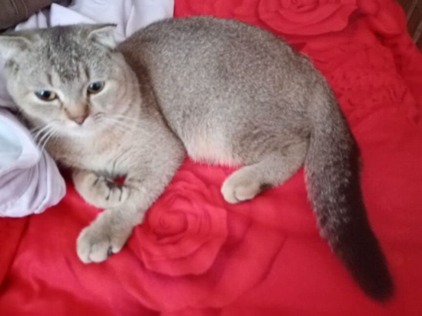 Шотландская