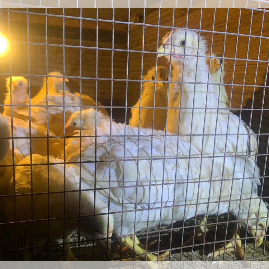 Цыплята двухмесячные