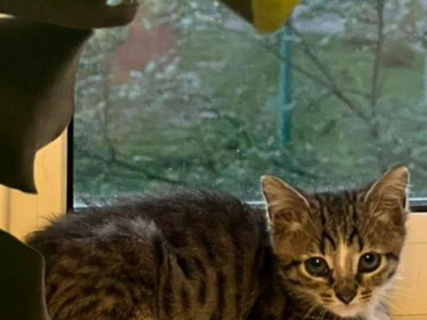 Котишка - парнишка