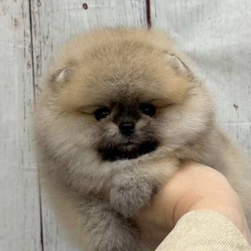 Померанский шпиц, щенок