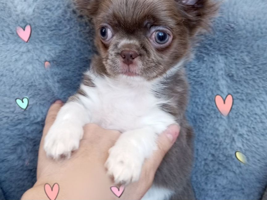 Лиловый гномик чихуахуа