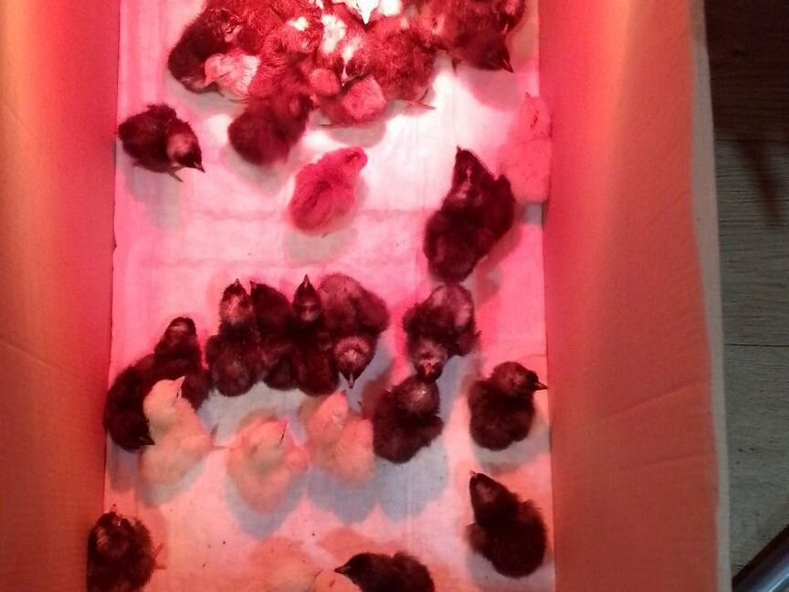 Индоутята тяжелой линии и домашние цыплята