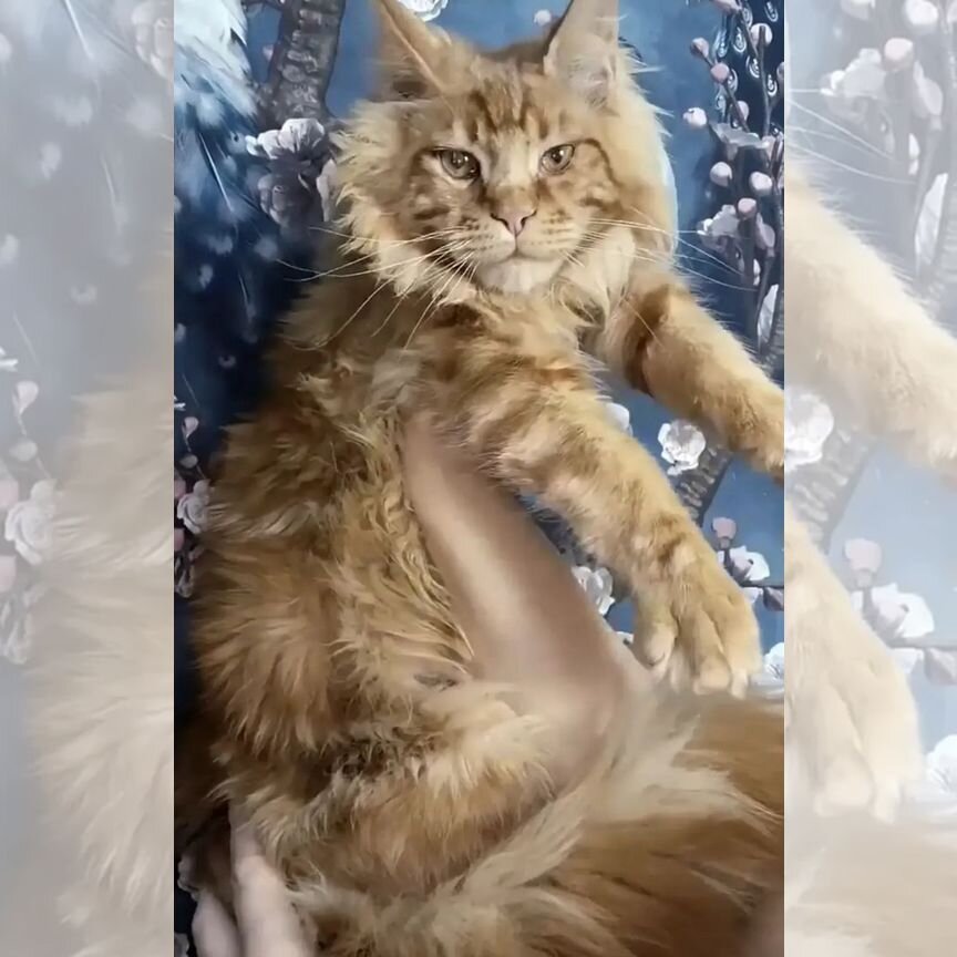 Мейн-кун котёнок