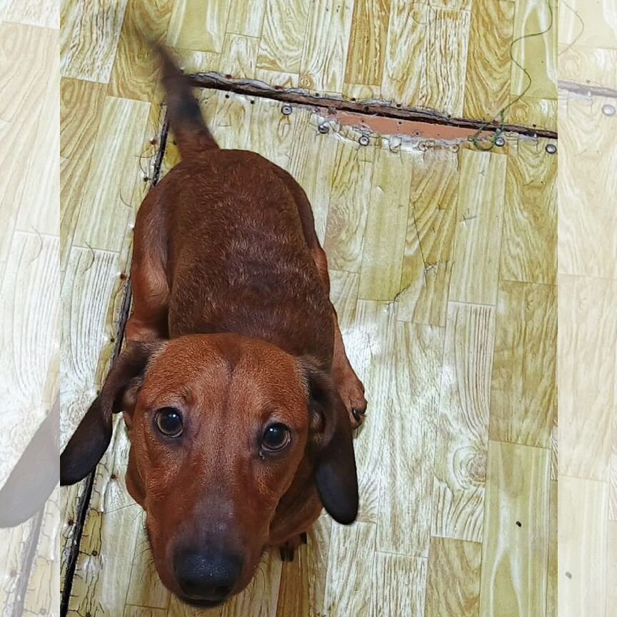 Такса, щенок