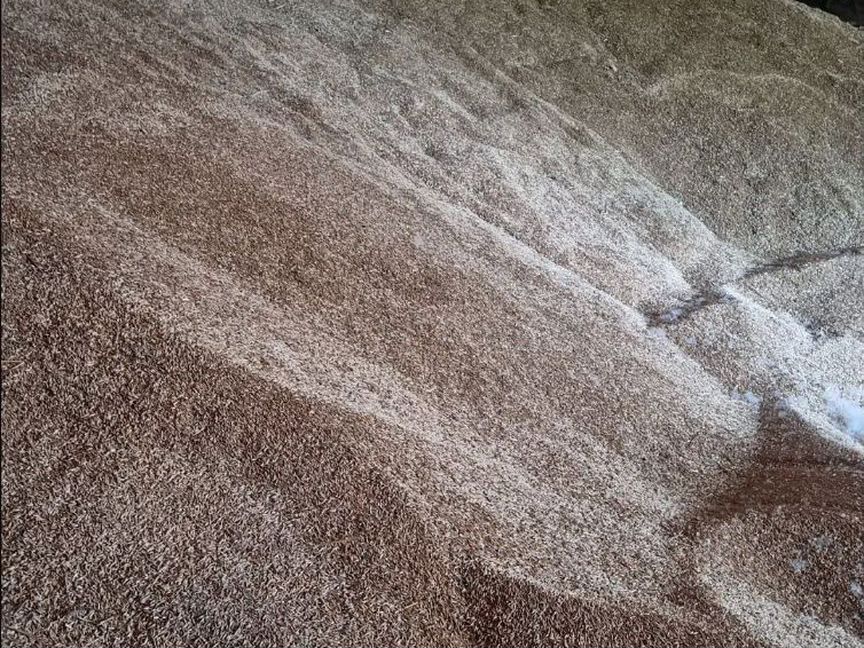 Кормовой горох, Рожь озимая на корм/посев