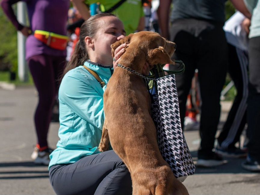 Чук кабель случка