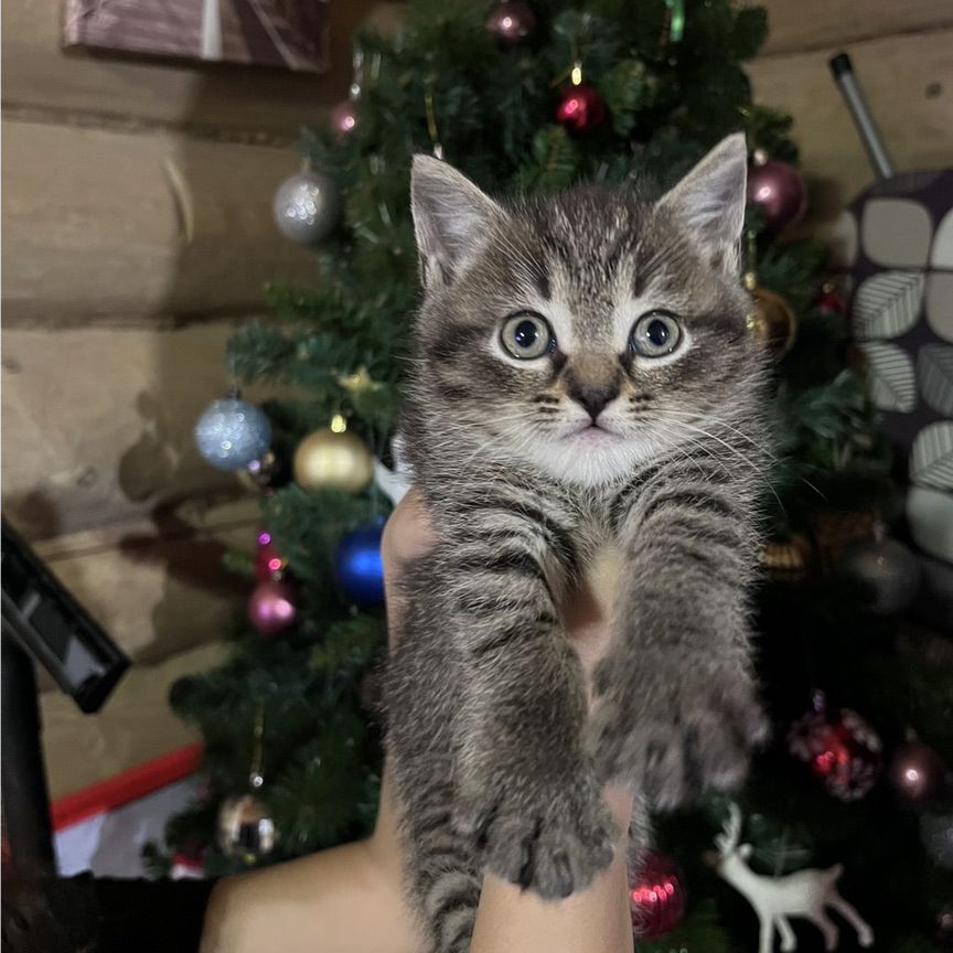 Британский короткошёрстный котёнок