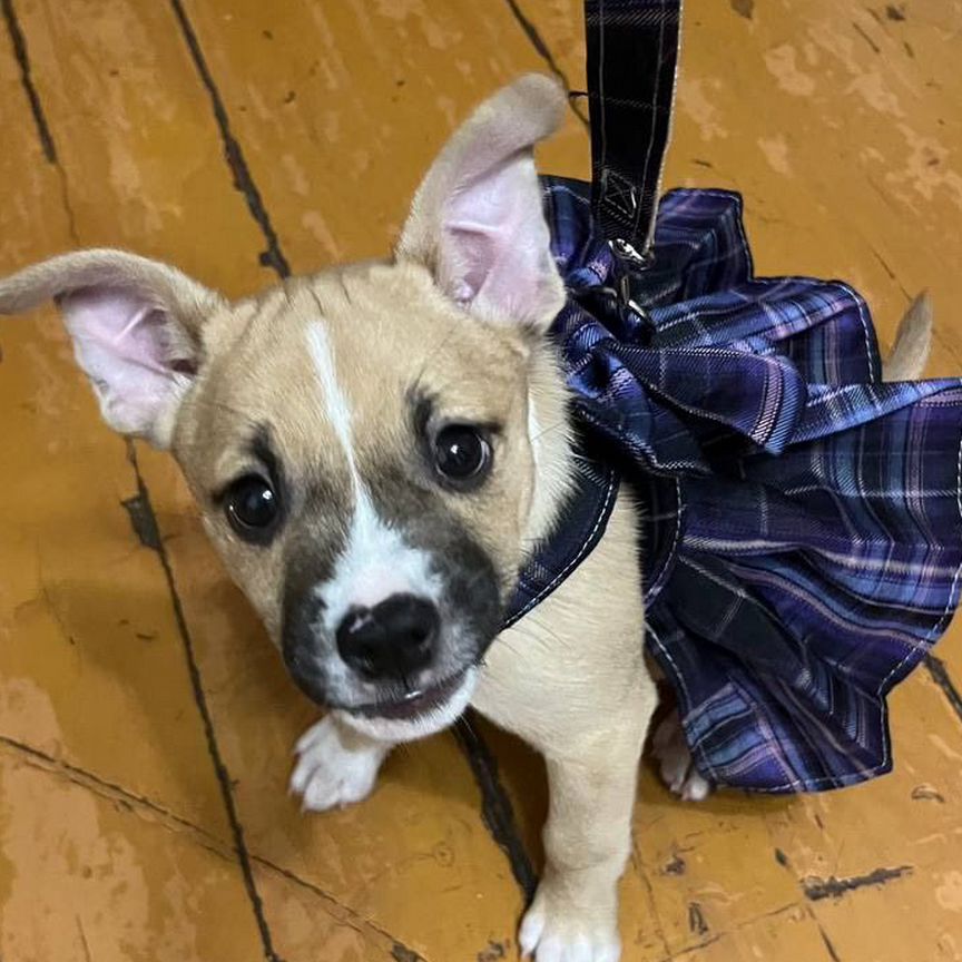 Щенок в добрые руки