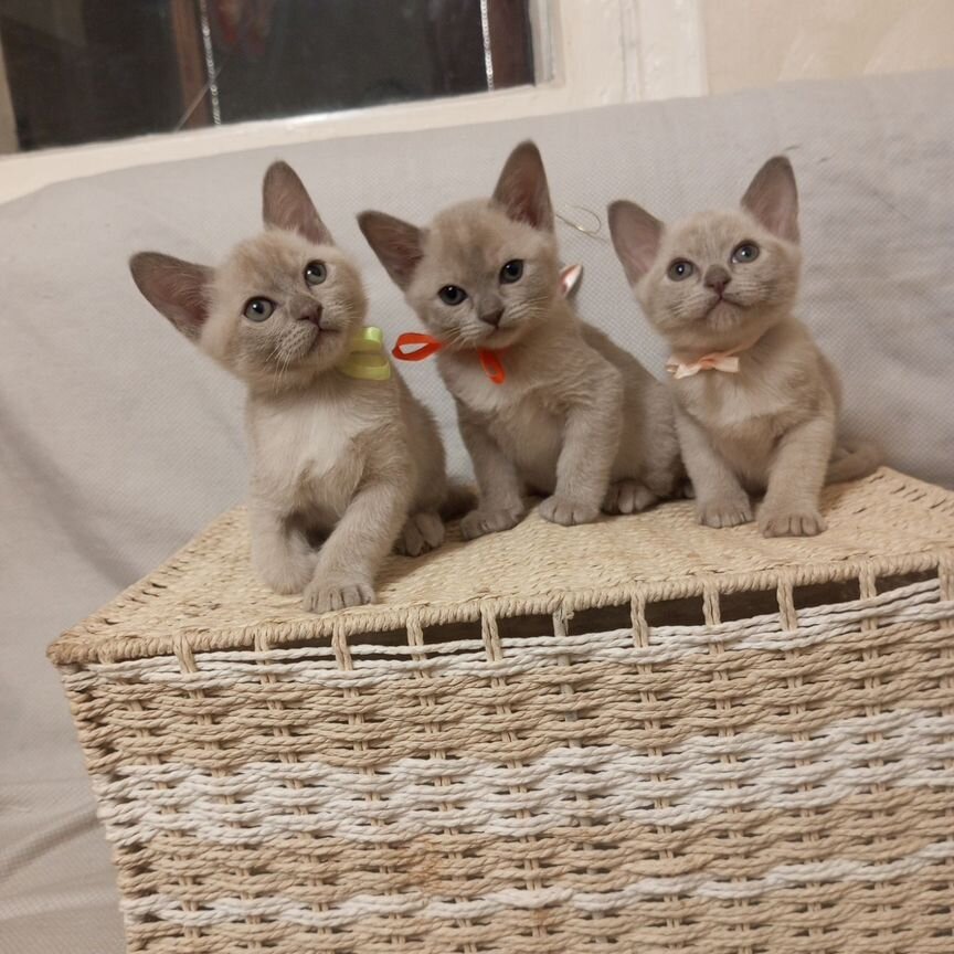 Бурманские котята
