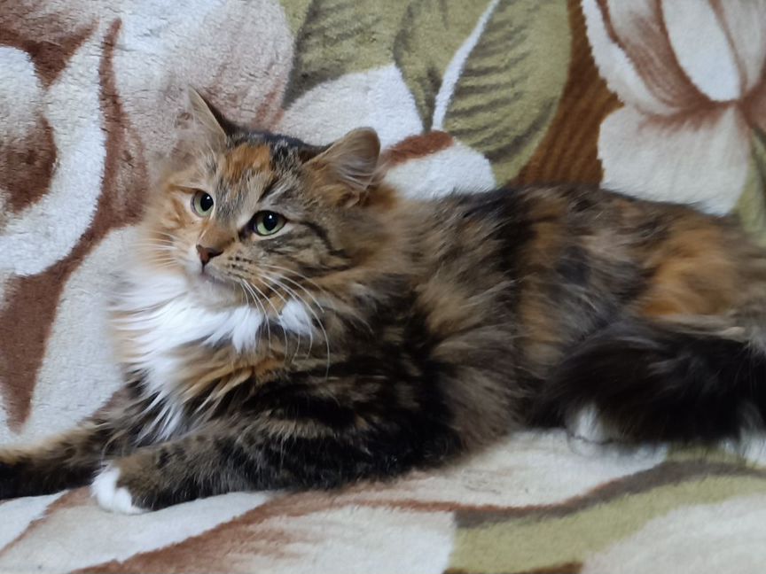 Эксклюзивная кошечка. 7 месяцев