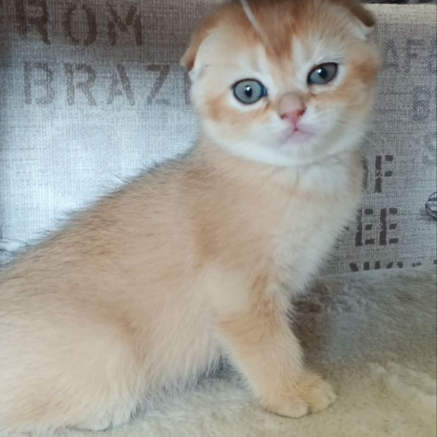 Котята золотая шиншилла