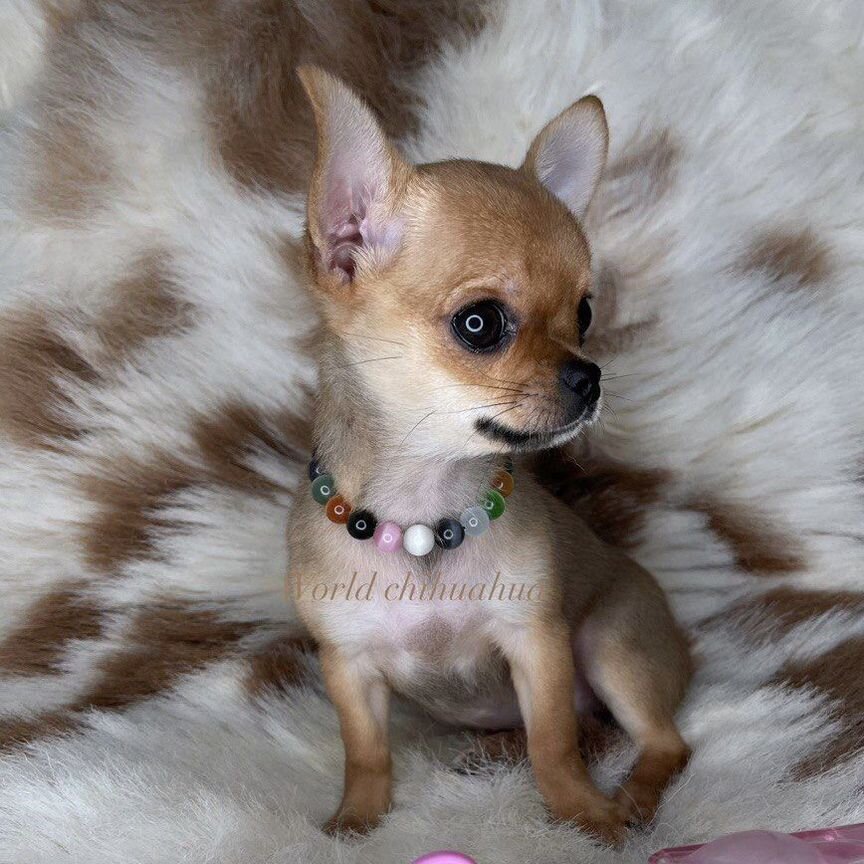 Чихуахуа, щенок