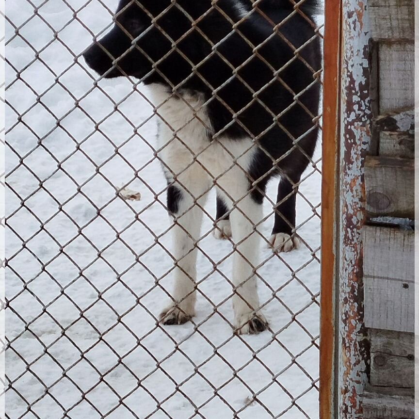 Русско европейская лайка