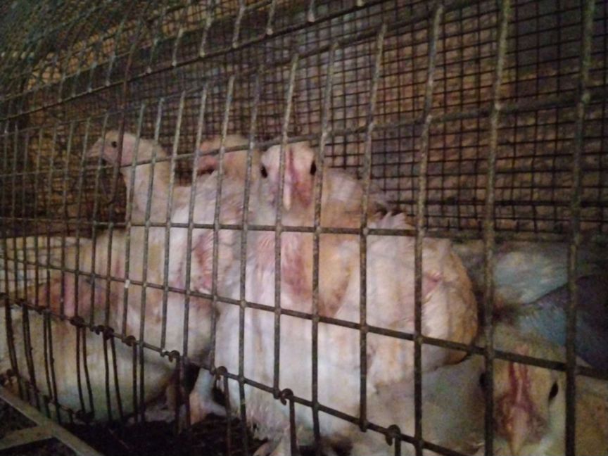 Бройлеры, утята разного возраста