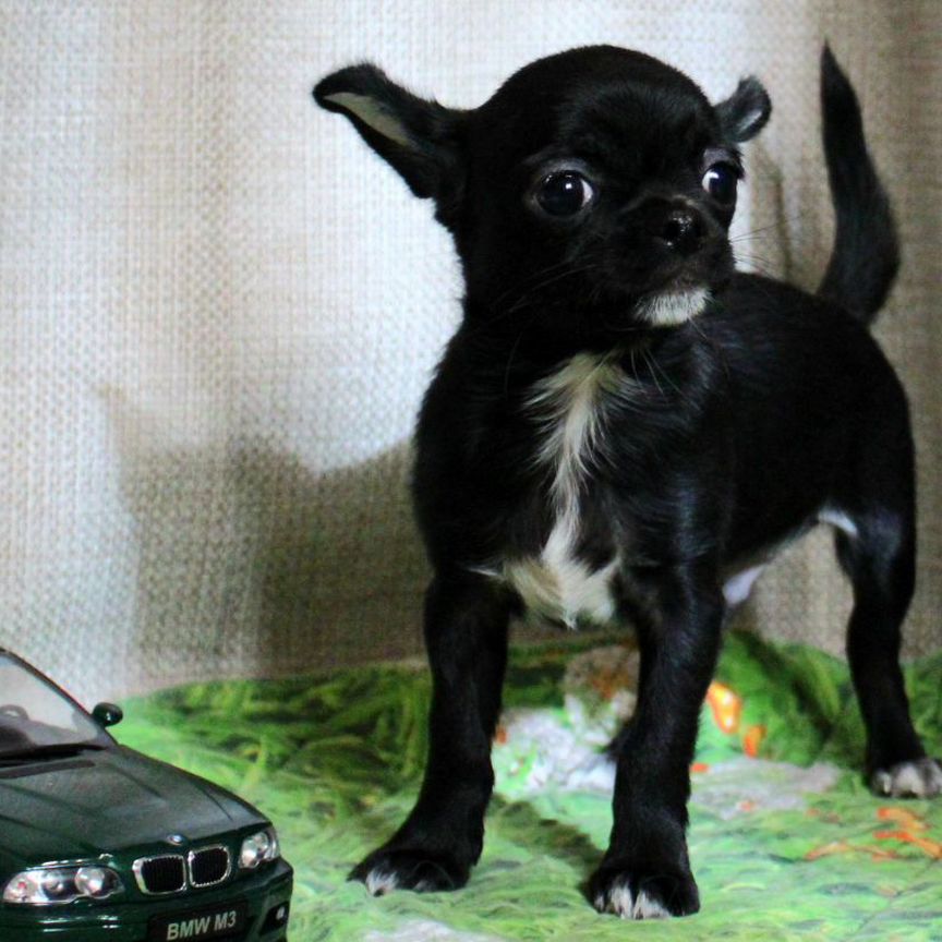 Чихуахуа, щенок