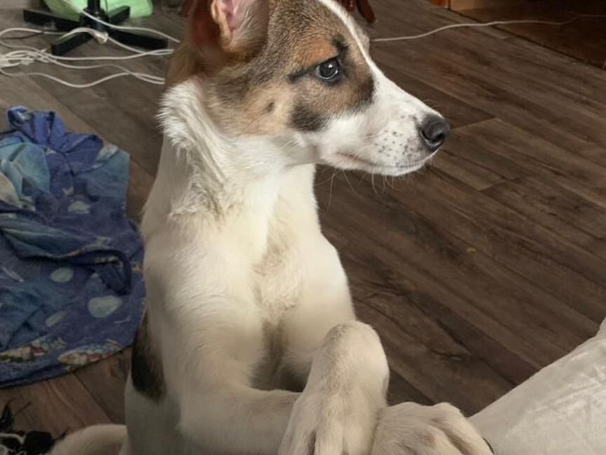 Отдам в добрые руки собаку