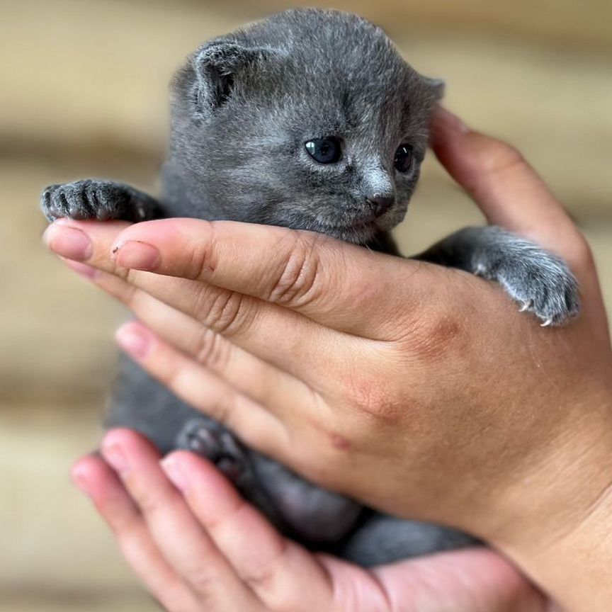 Шотландские котята