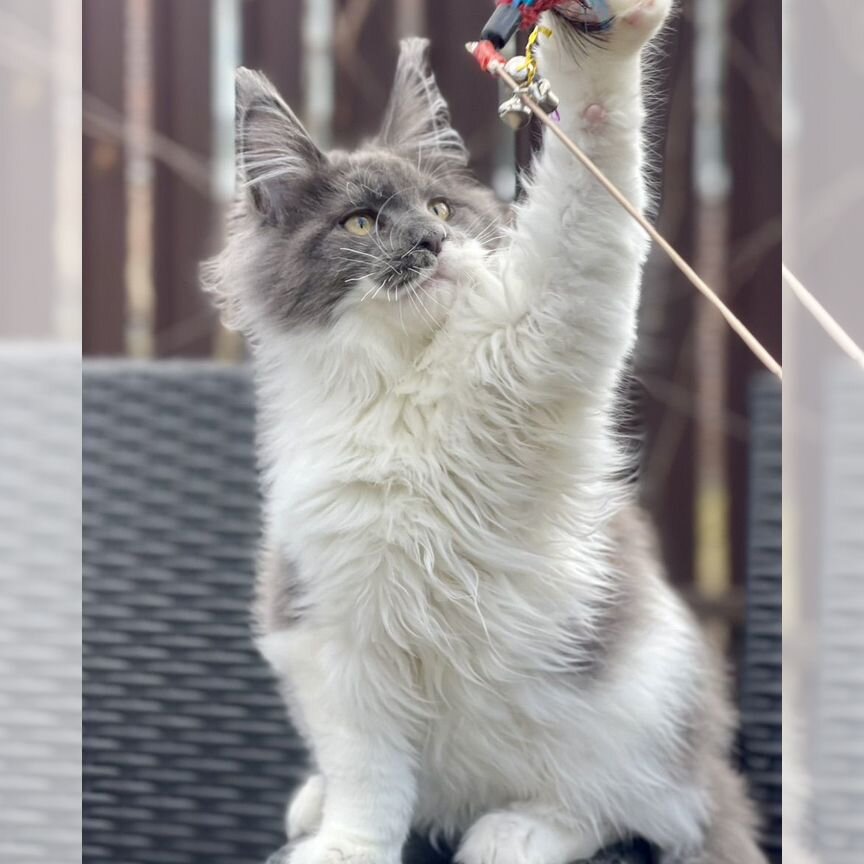 Мейн-кун котёнок