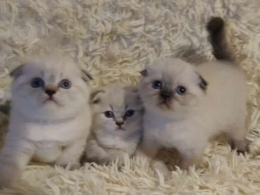 Шотландские котята