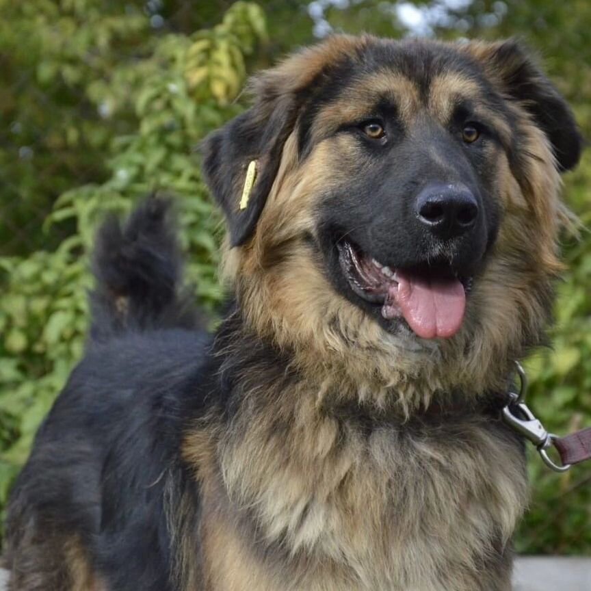 Большой, добрый, красивый пес Леон