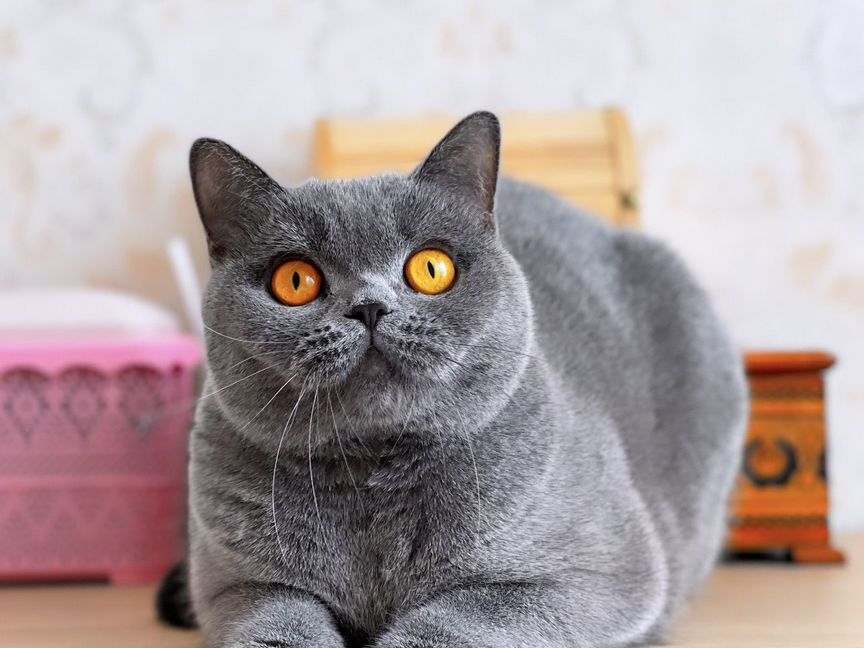 Британская короткошерстная кошка