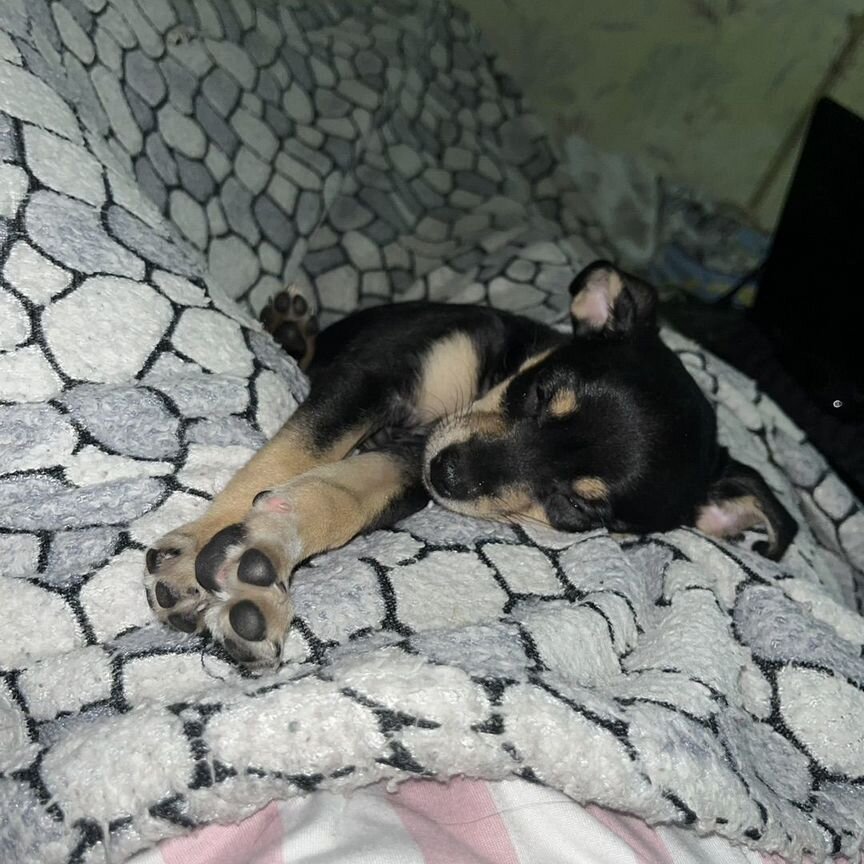 Русский той-терьер