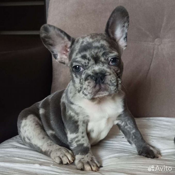 Француз голубой мрамор