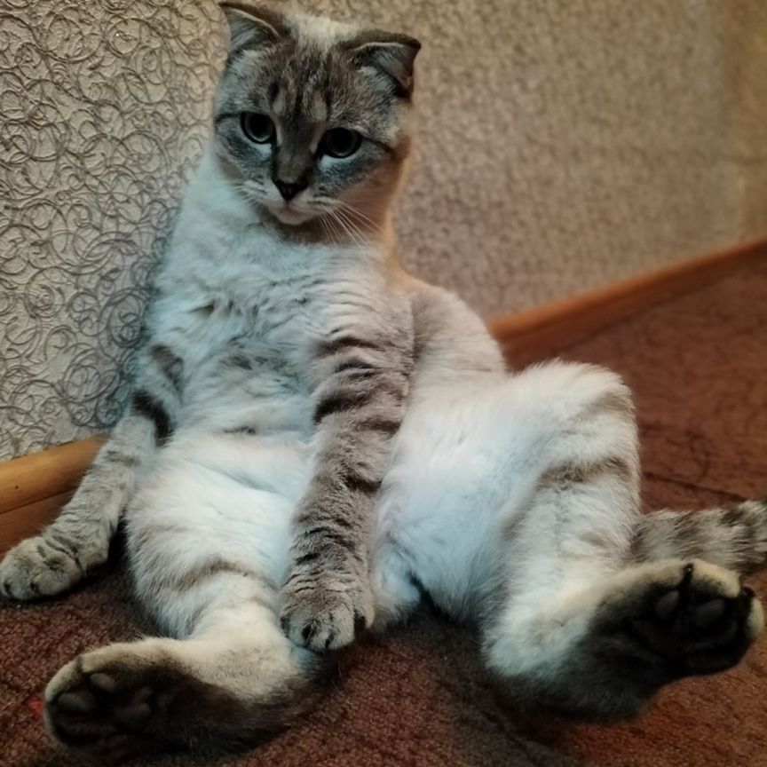 Кошки вислоухие