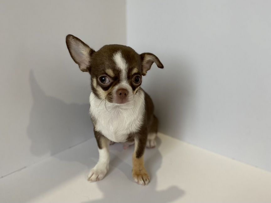Чихуахуа мальчик