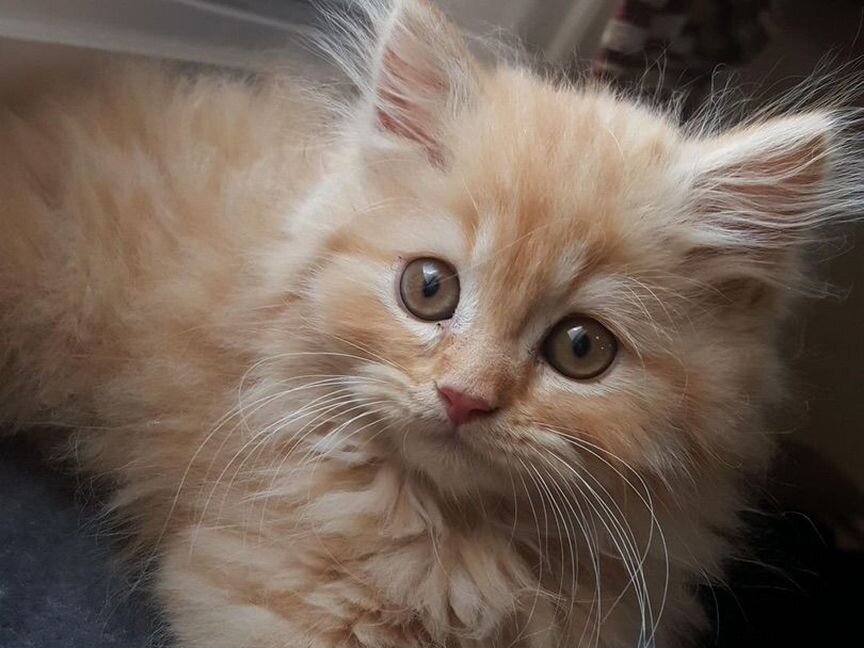 Сибирский котенок-девочка, 1.5 месяца
