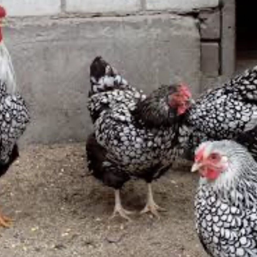 Виандот серебро(яйцо)